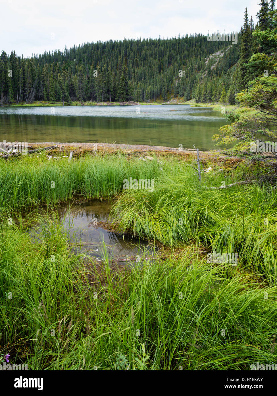 A beaver dam holds back the water on Horseshoe Lake, Denali National ...