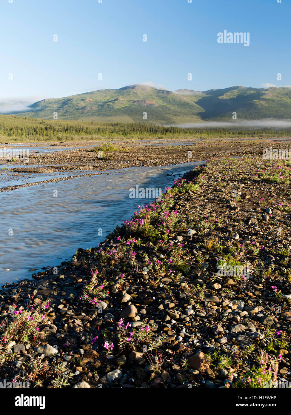 The sun rises over the Teklanika River, Denali National Park, Alaska ...