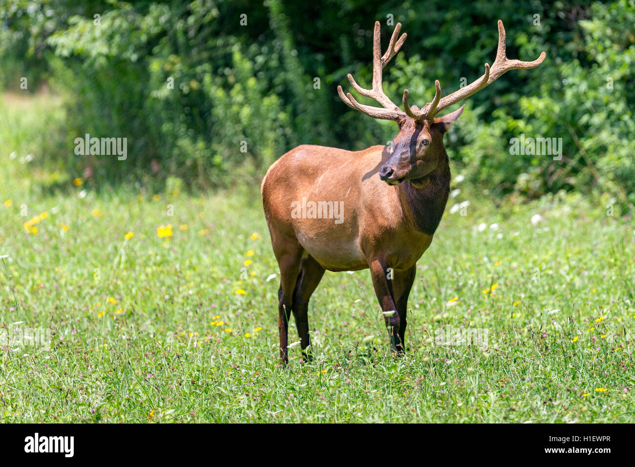 Bull elk with head turned hi-res stock photography and images - Alamy