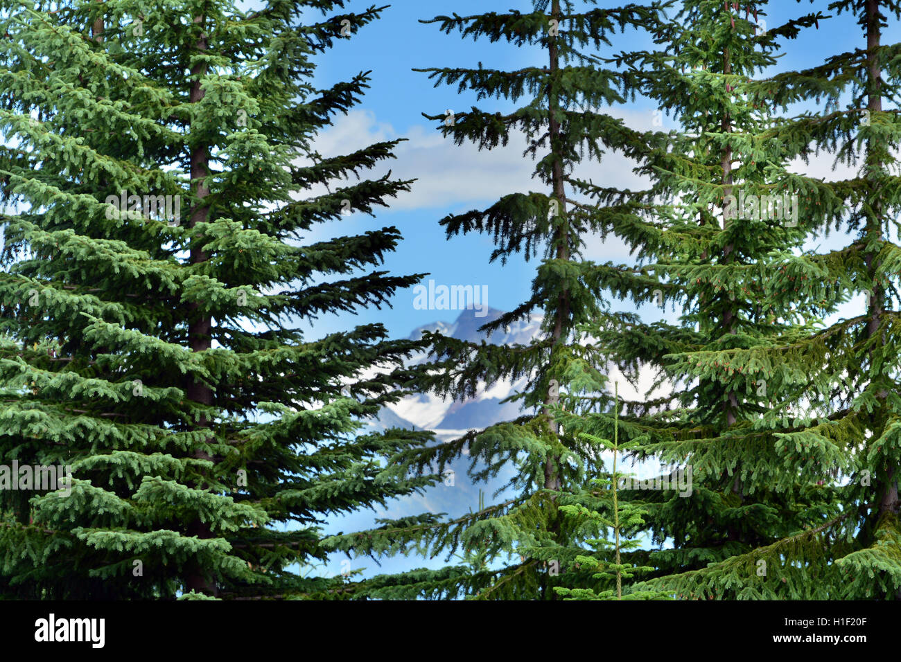 Sun rays in bc forest hi-res stock photography and images - Alamy