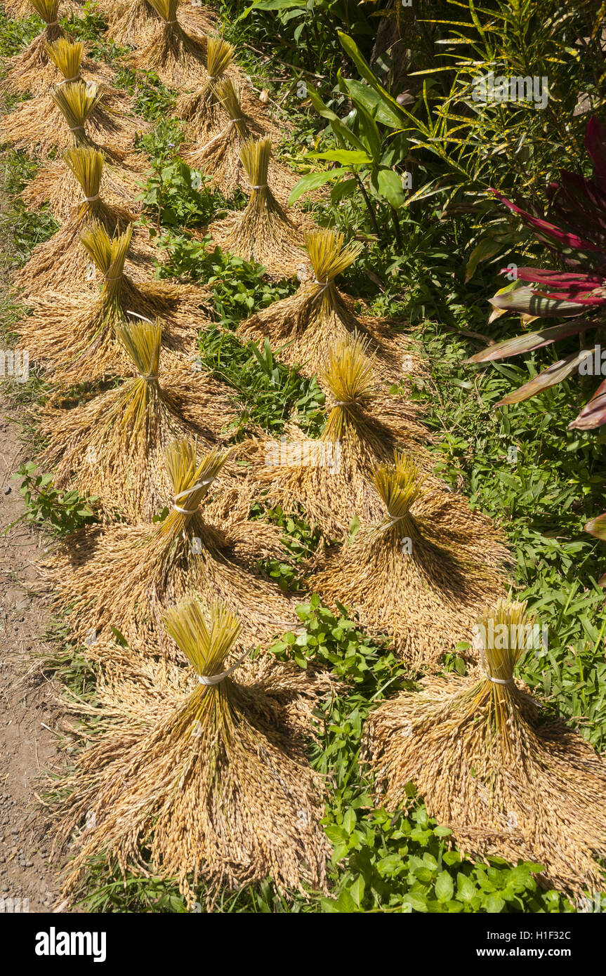 Rice sheaves hi-res stock photography and images - Alamy
