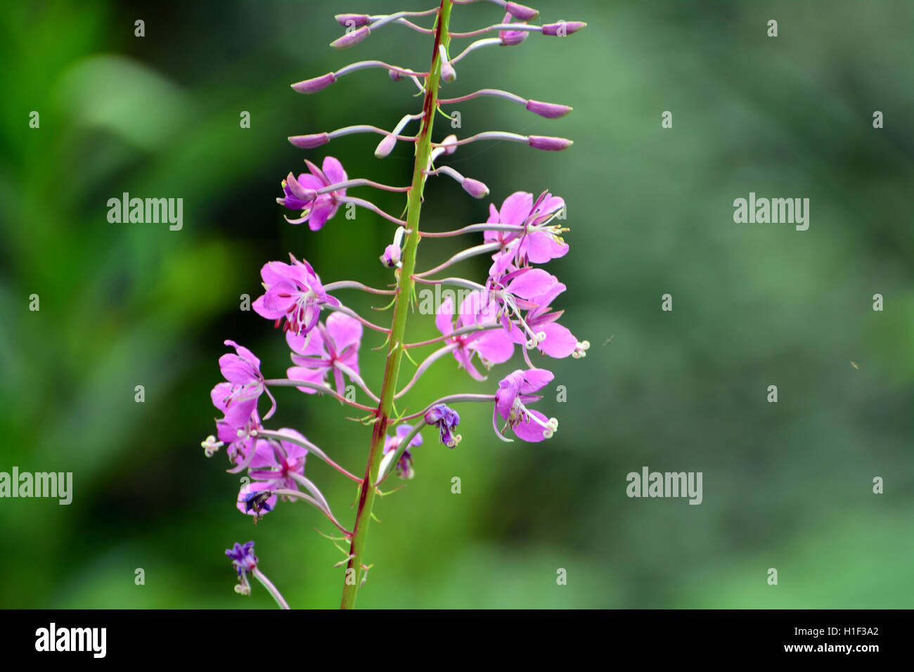 One stem multiple flowers hi-res stock photography and images - Alamy