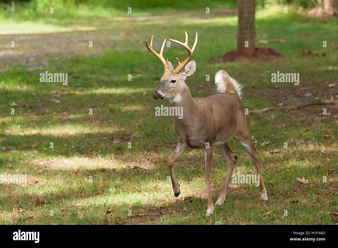 A Whitetailed deer buck walks at the edge of the forest Stock Photo - Alamy