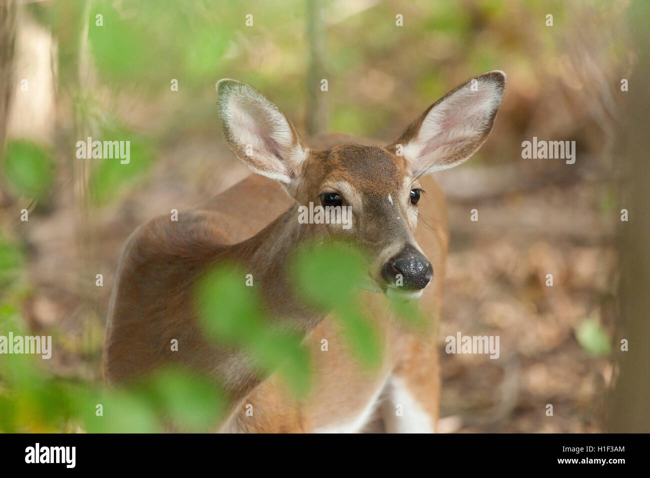 White tailed doe stands hi-res stock photography and images - Alamy