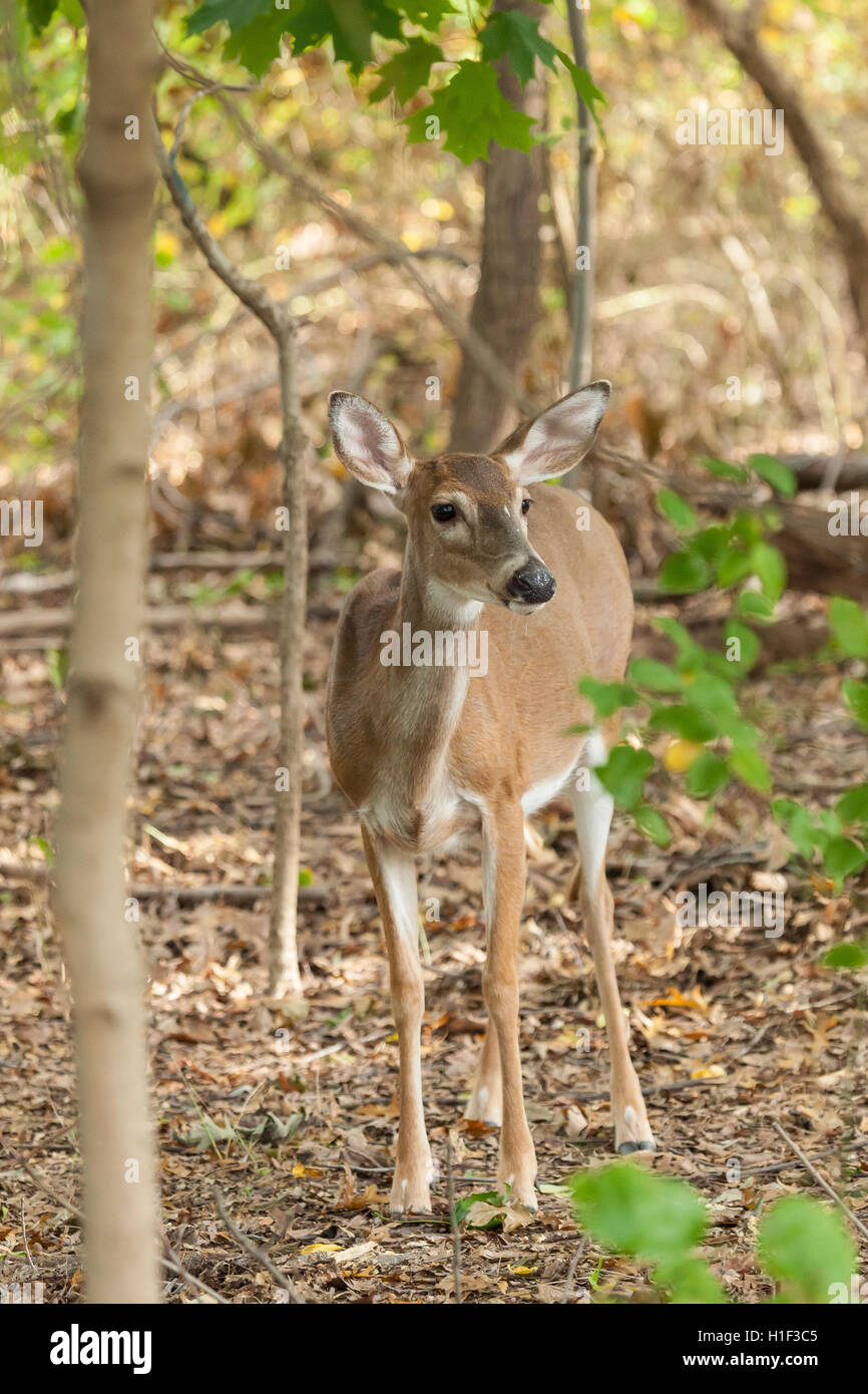 White tailed doe stands hi-res stock photography and images - Alamy