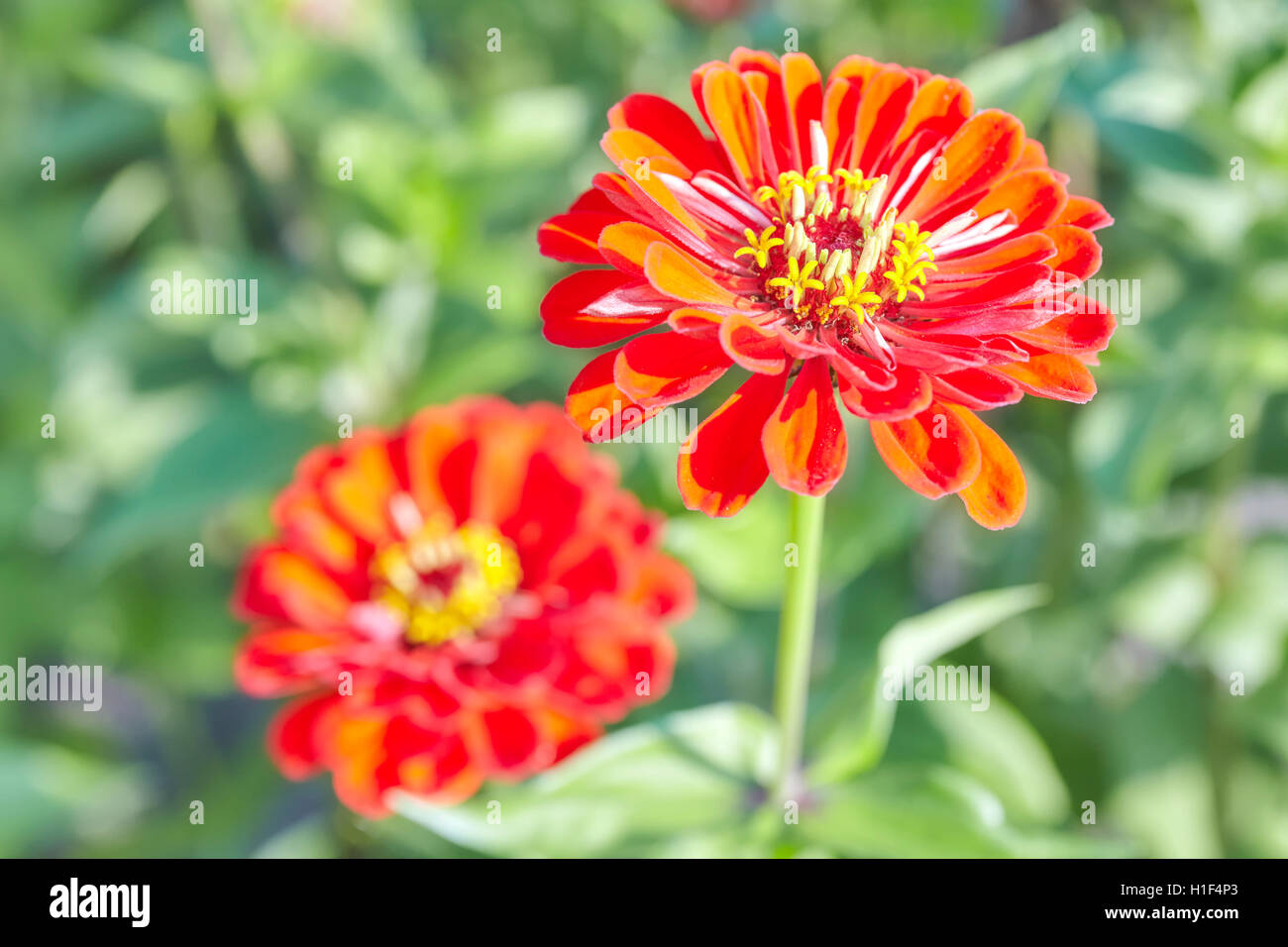 Garden red flower hi-res stock photography and images - Alamy
