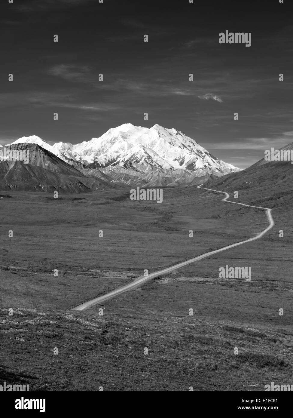 Great evergreen trees Black and White Stock Photos & Images - Alamy