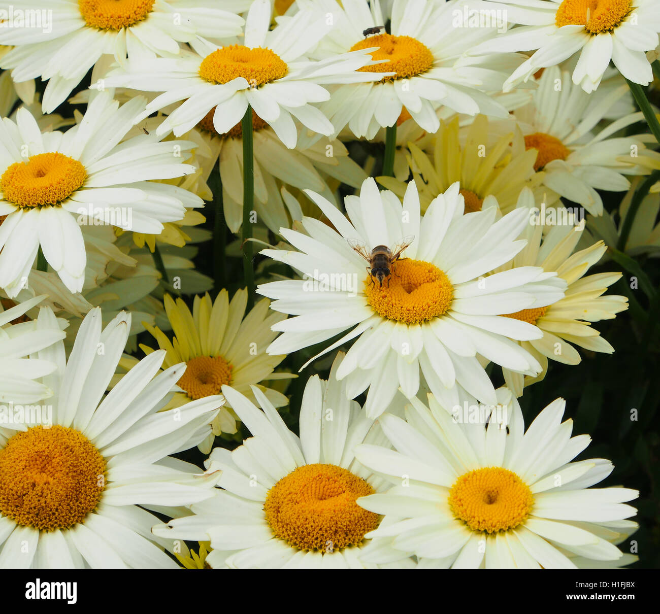 Large white daisy flowers hi-res stock photography and images - Alamy