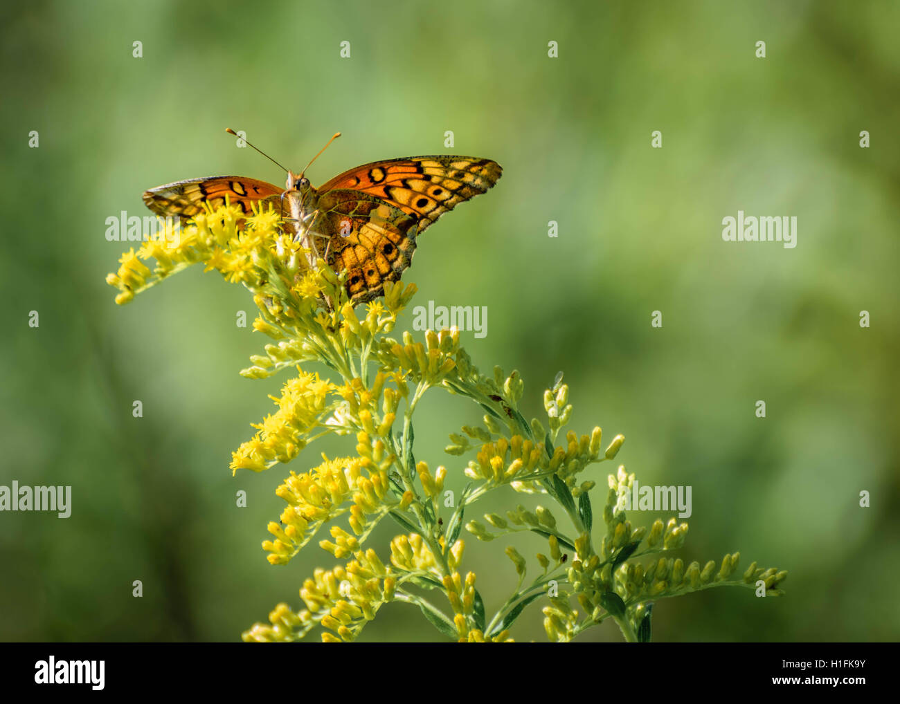 Orange butterfly on yellow hi-res stock photography and images - Alamy