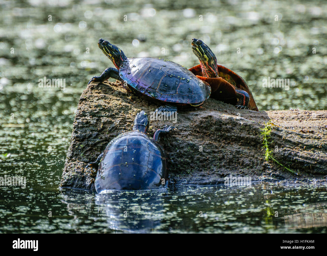 Turtles on a log hi-res stock photography and images - Alamy