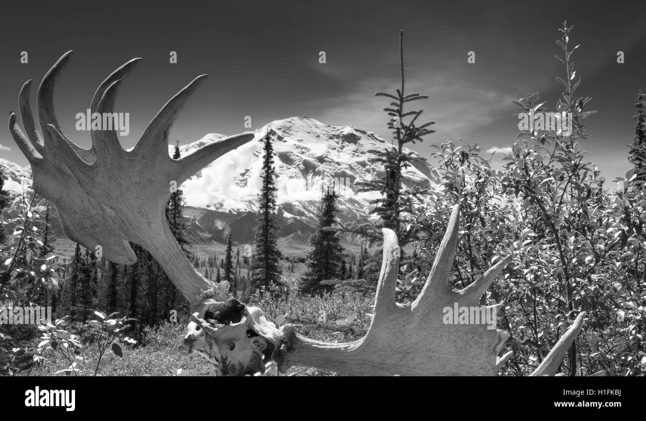 Moose Black and White Stock Photos & Images - Alamy