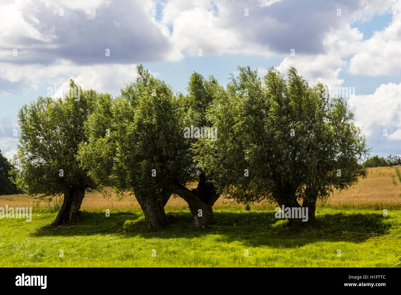 a row of willow tree's Stock Photo - Alamy