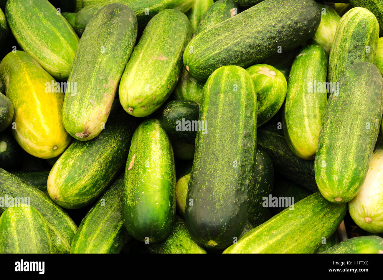 Bunch of cucumber Stock Photo - Alamy