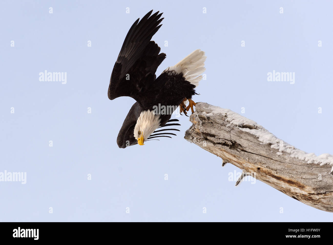 Diving bald eagle Stock Photo - Alamy