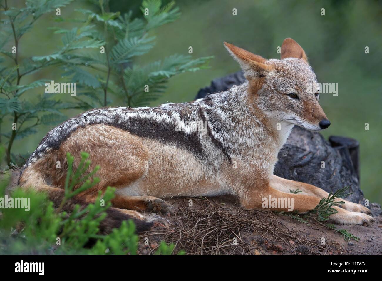 Black Backed Jackal Stock Photo - Alamy