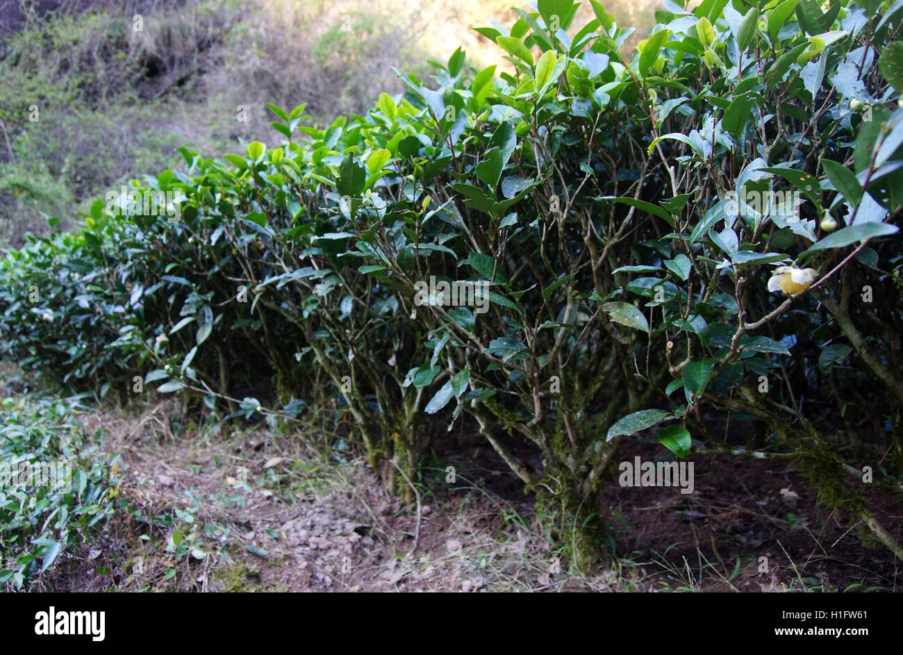 Fujian province tea plantation hi-res stock photography and images - Alamy