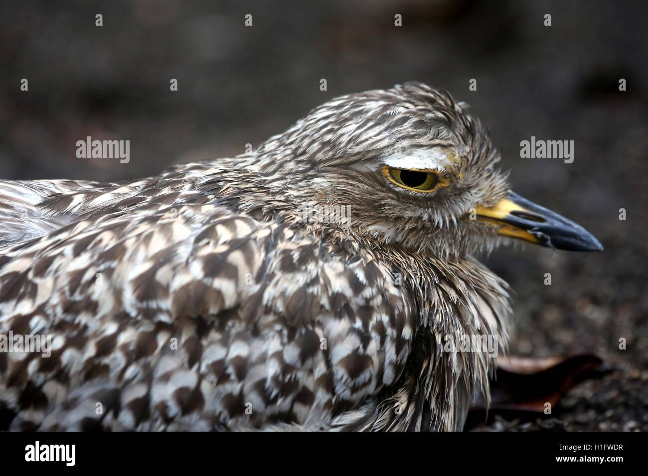 Spotted dikkop hi-res stock photography and images - Alamy