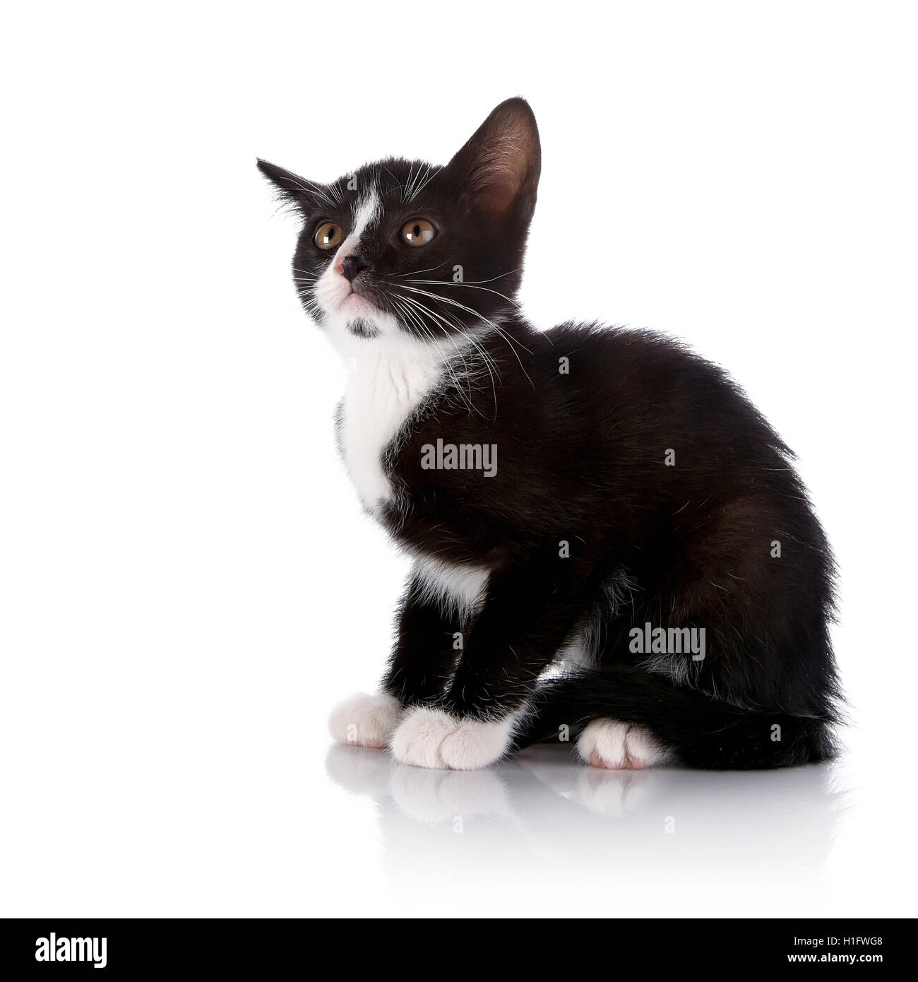 Scared Black and white kitten sits on a white background Stock Photo ...