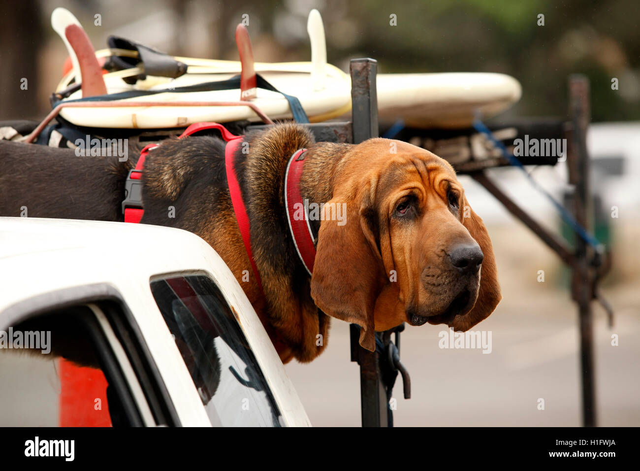 red dog in car Stock Photo - Alamy