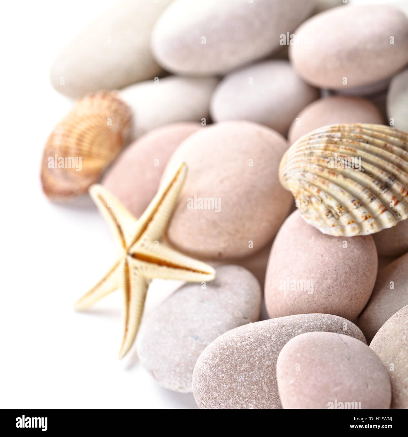 Closeup shot beach shells hi-res stock photography and images - Alamy