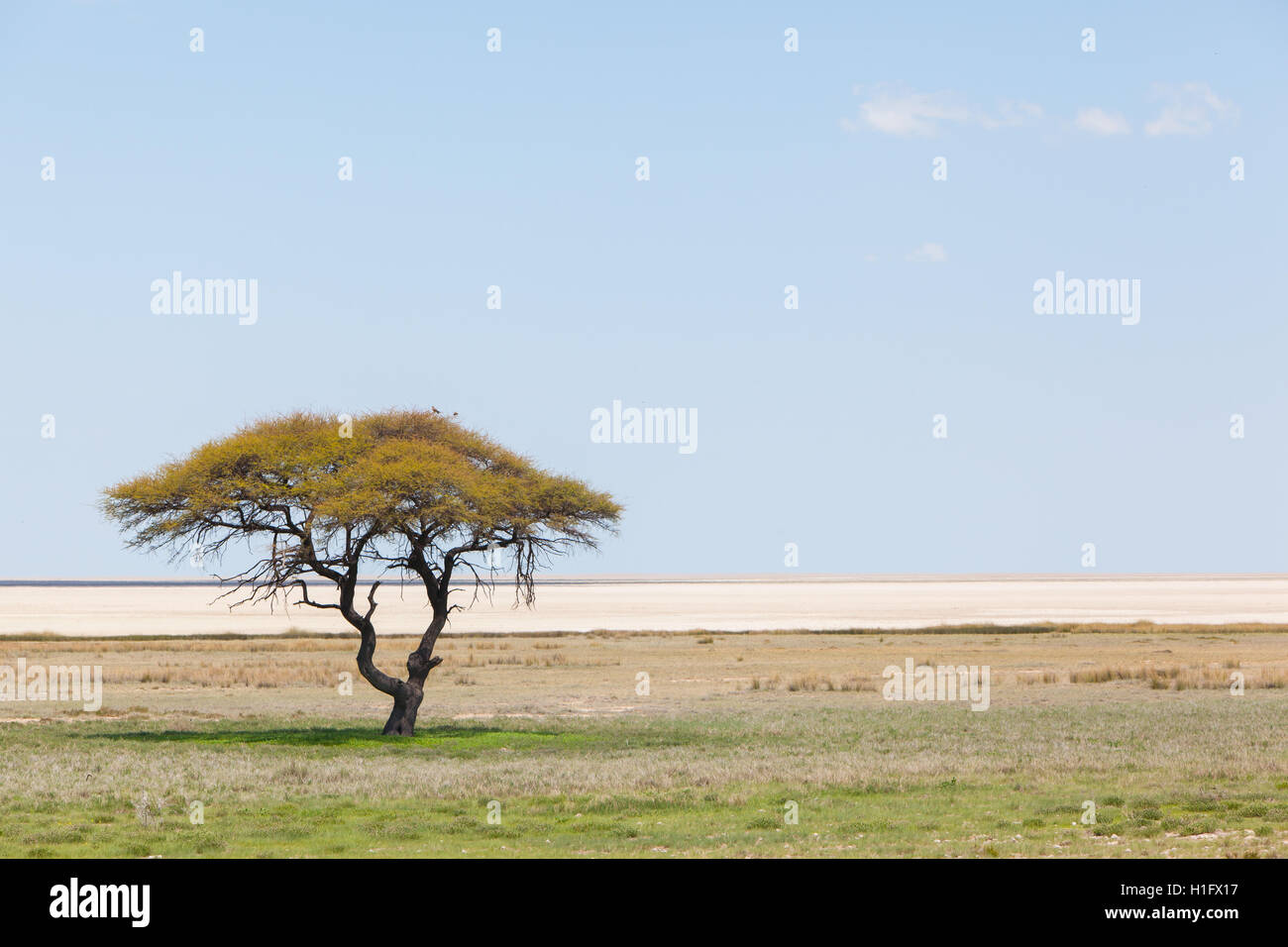 Open grassfield hi-res stock photography and images - Alamy