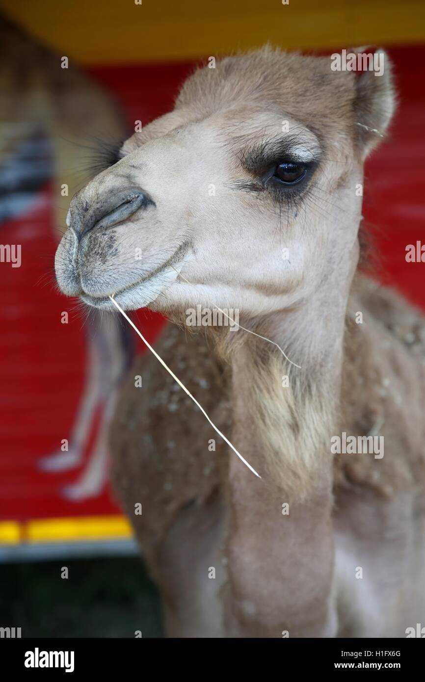 Smiling Circus Camel Stock Photo - Alamy