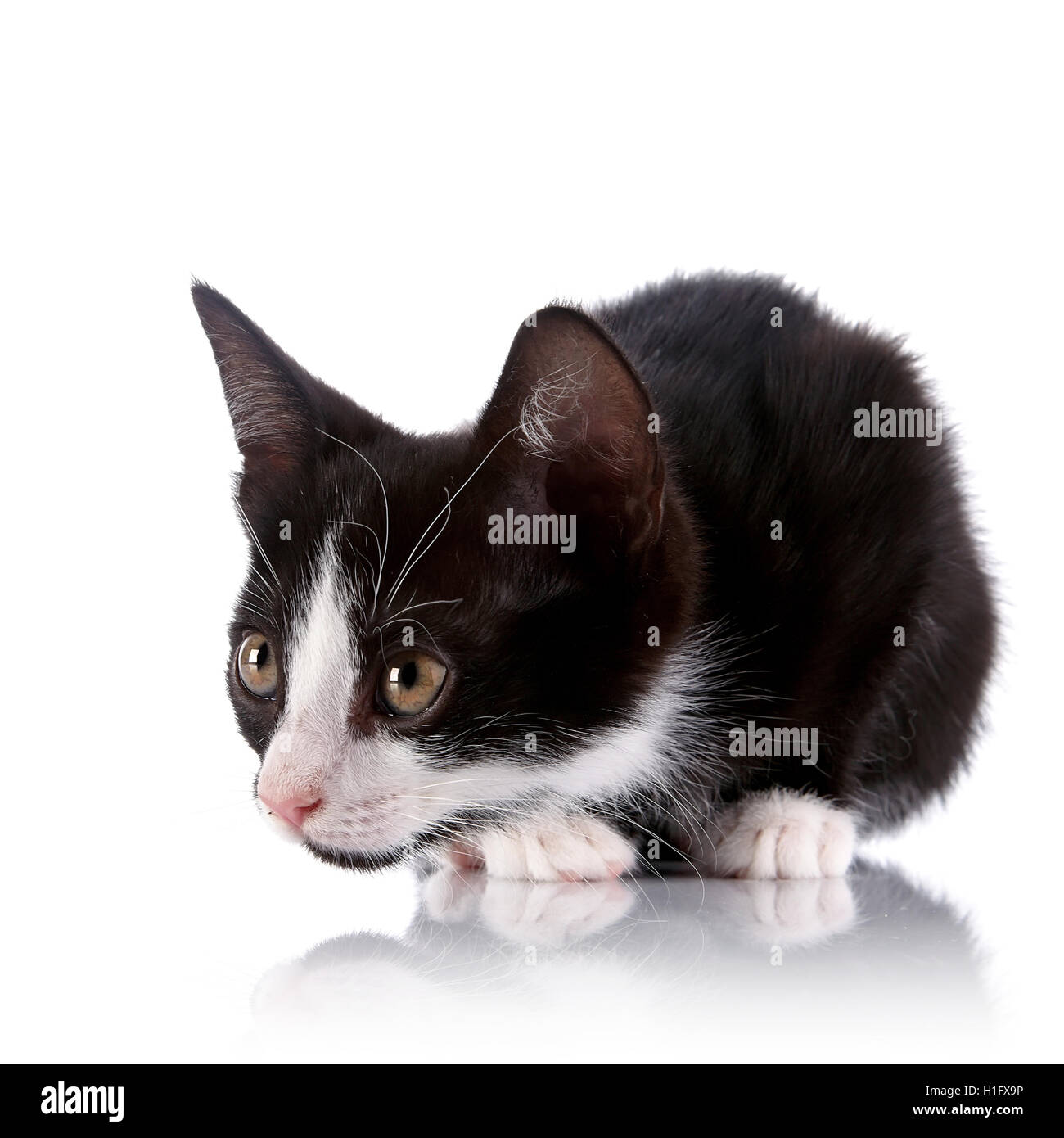 The guarded kitten Stock Photo - Alamy