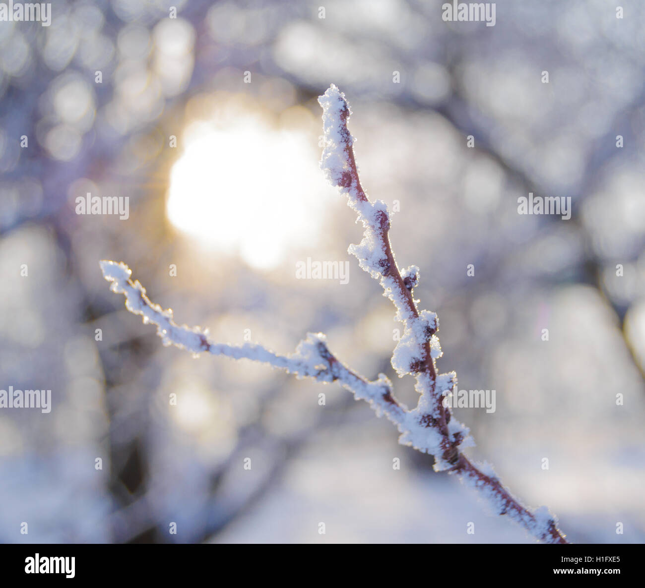 Bare Frozen Branch in the Beautiful Yellow Sun Beams Stock Photo - Alamy