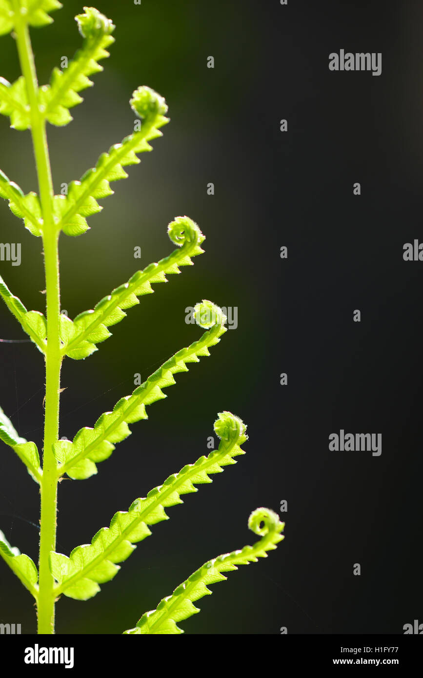 Lush green fern foliage hi-res stock photography and images - Alamy