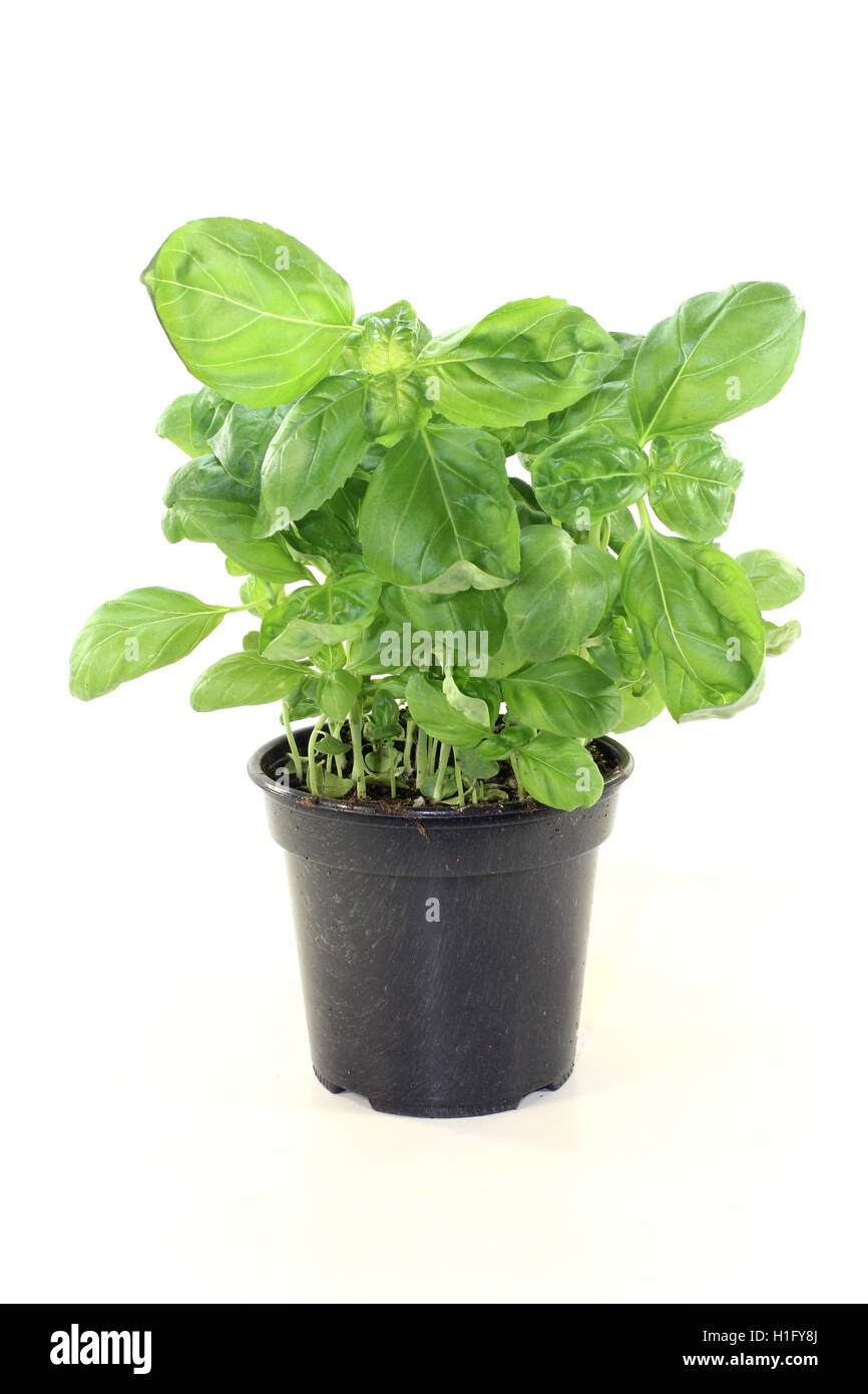 Kitchen basil Cut Out Stock Images & Pictures - Alamy