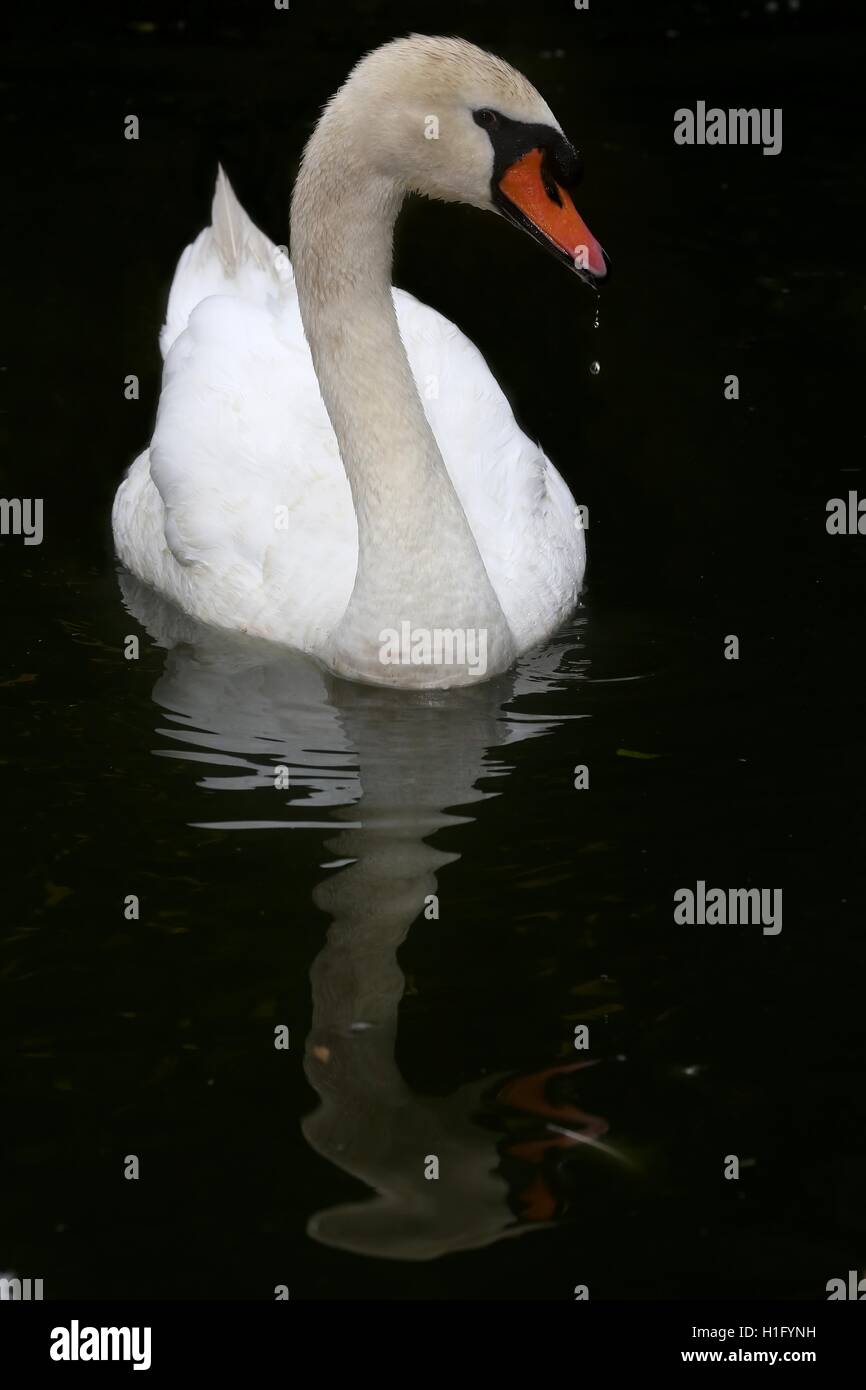 Beautiful White Swan Stock Photo - Alamy