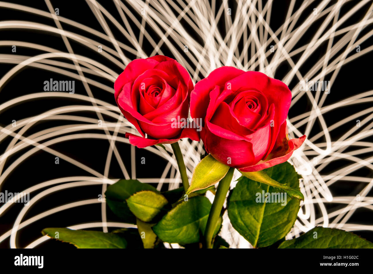 Roses with lights Stock Photo - Alamy