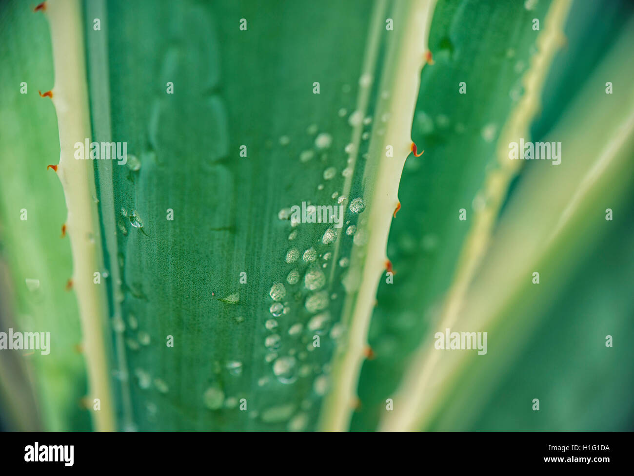 Agave leaf pattern in natural light with water drops Stock Photo - Alamy
