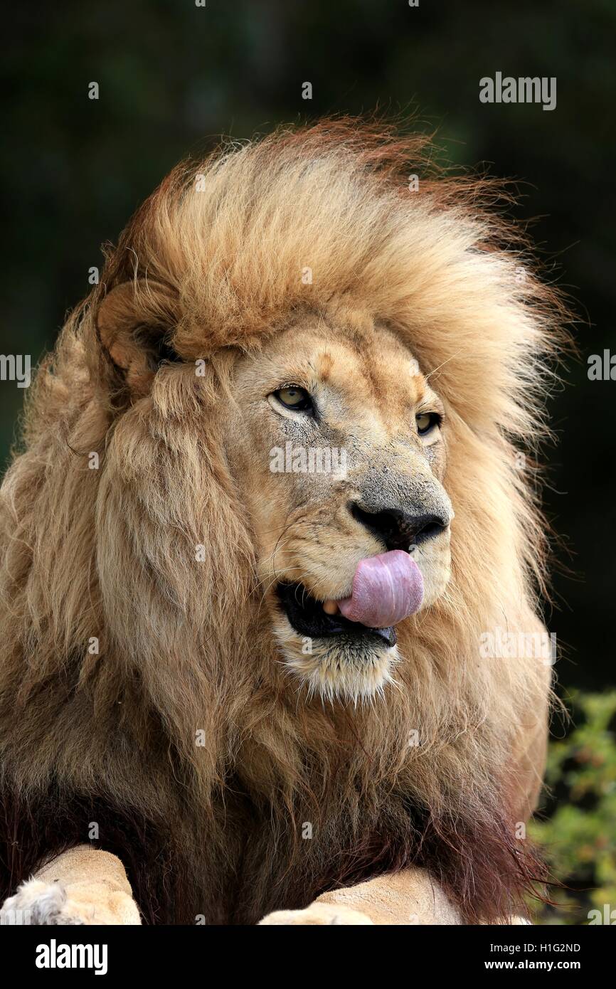 Male Lion Licking Lips Stock Photo - Alamy