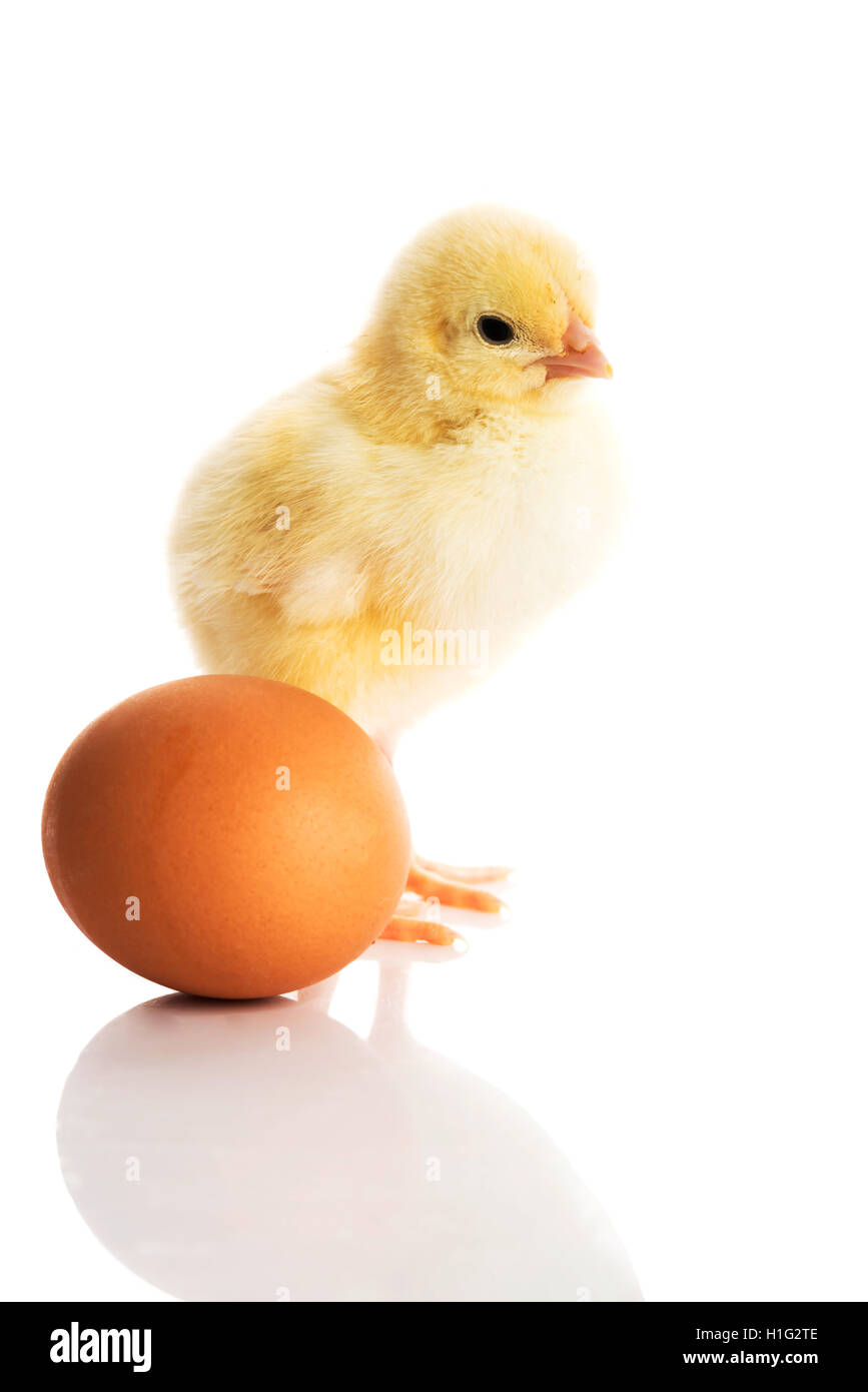 Small yellow chick with egg Stock Photo - Alamy