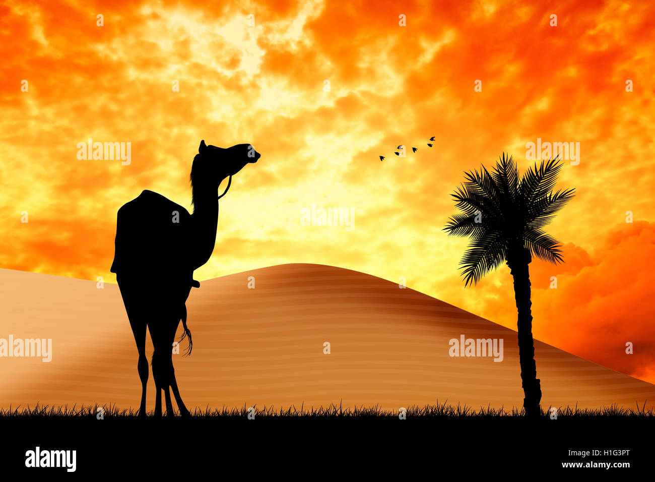 camel at sunset Stock Photo - Alamy