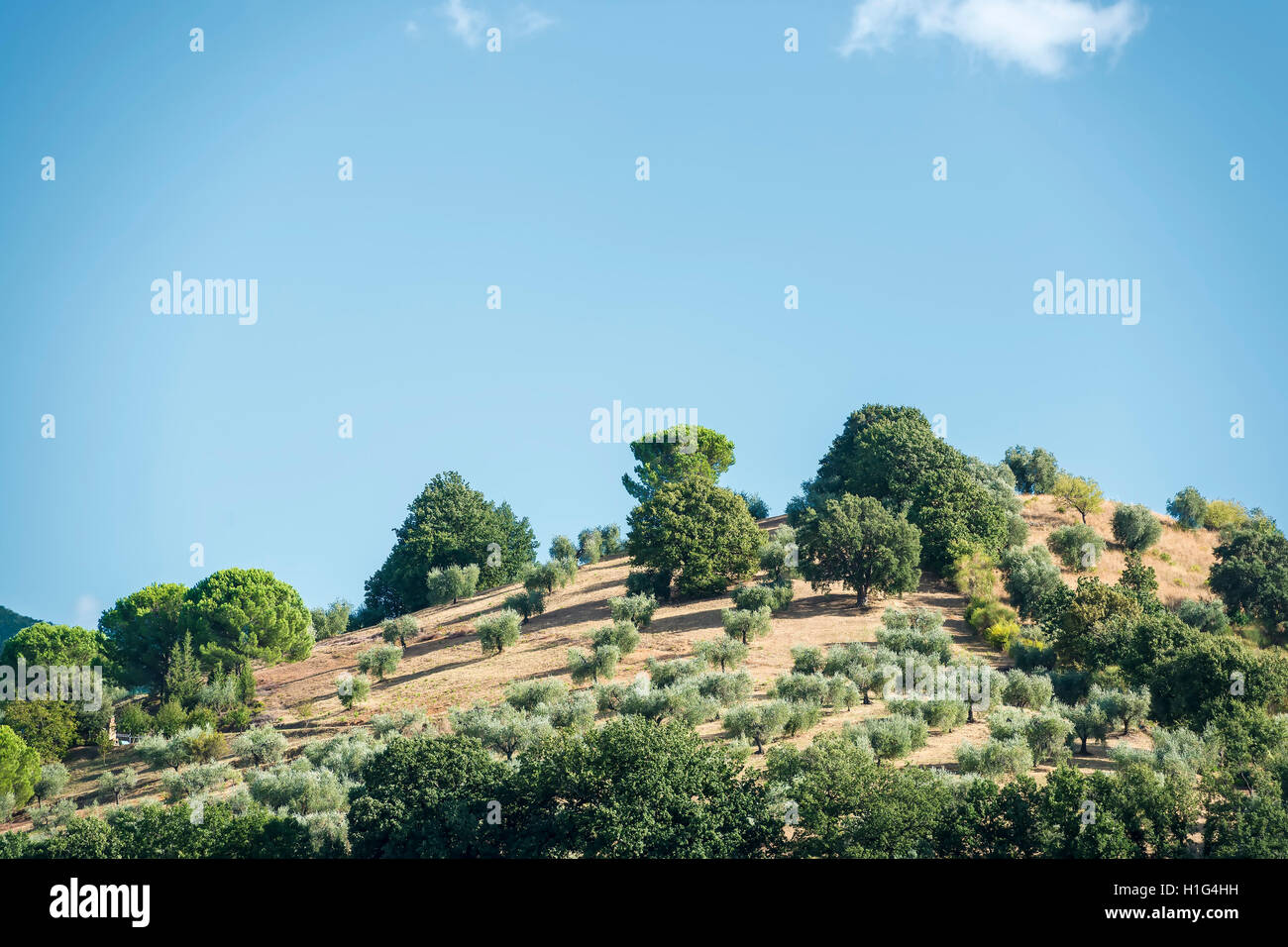 Hill with olive trees Stock Photo - Alamy