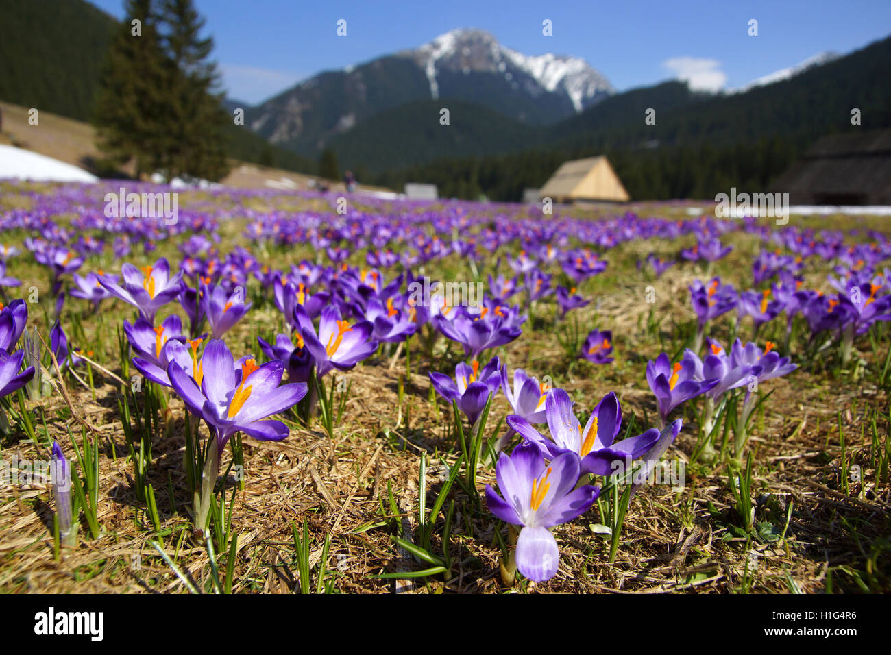 Crocuses in chocholowska valley hi-res stock photography and images - Alamy