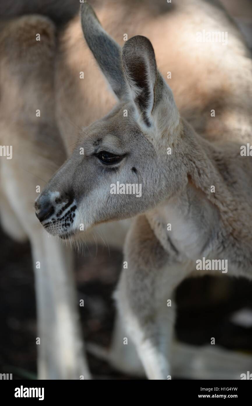 Outback australian animals hi-res stock photography and images - Alamy