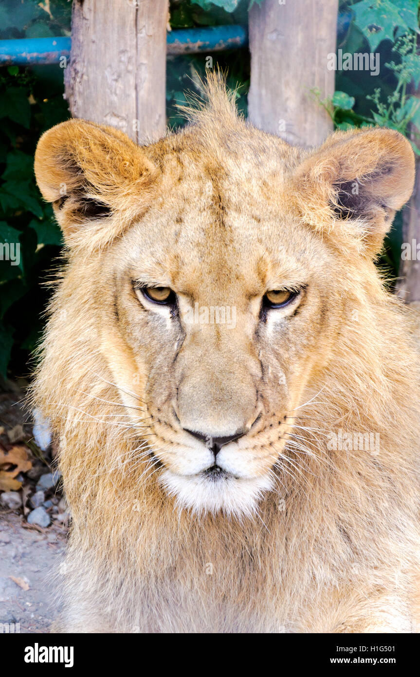 Angry eyes wildlife hi-res stock photography and images - Alamy