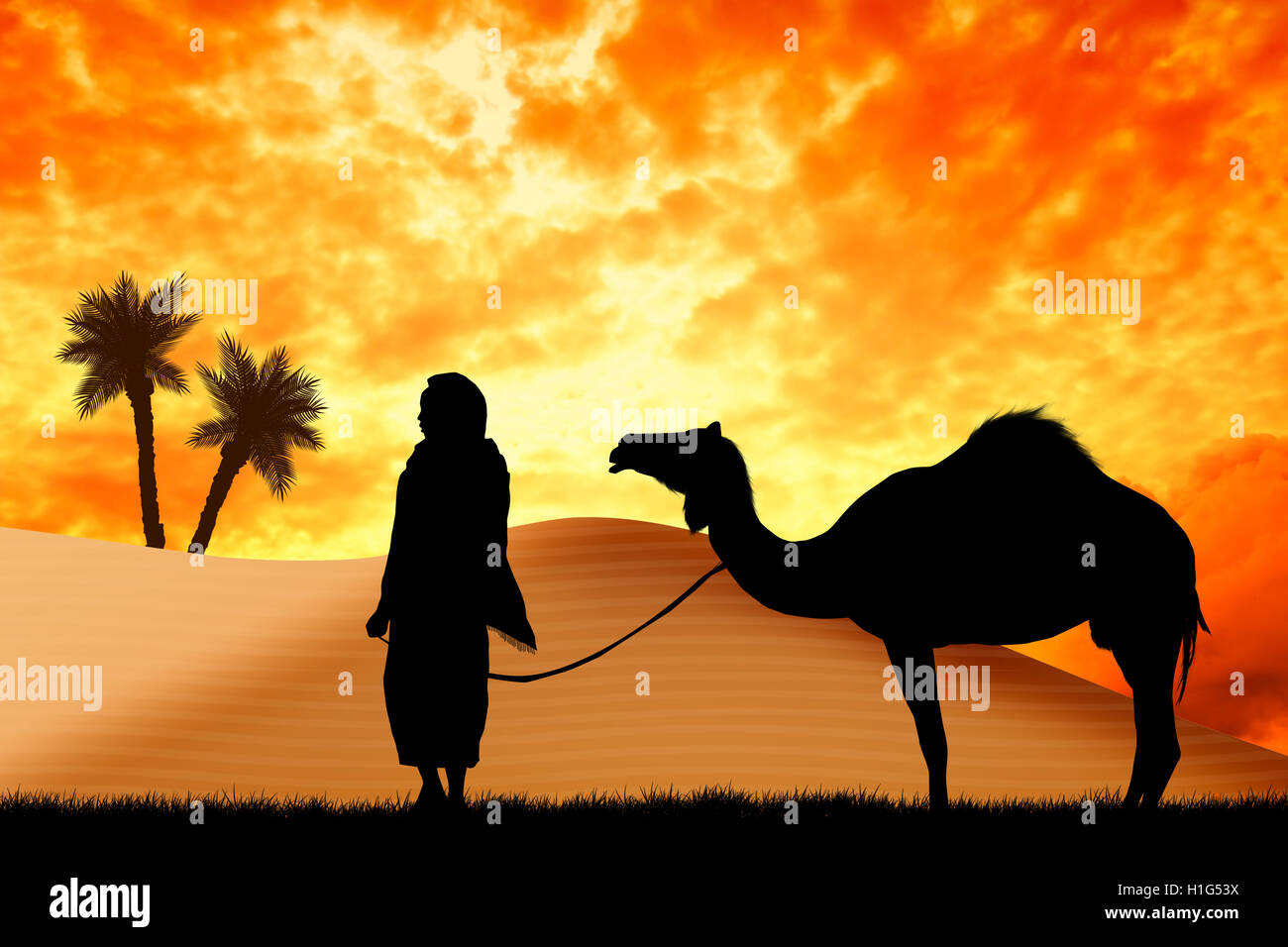 camel at sunset Stock Photo - Alamy