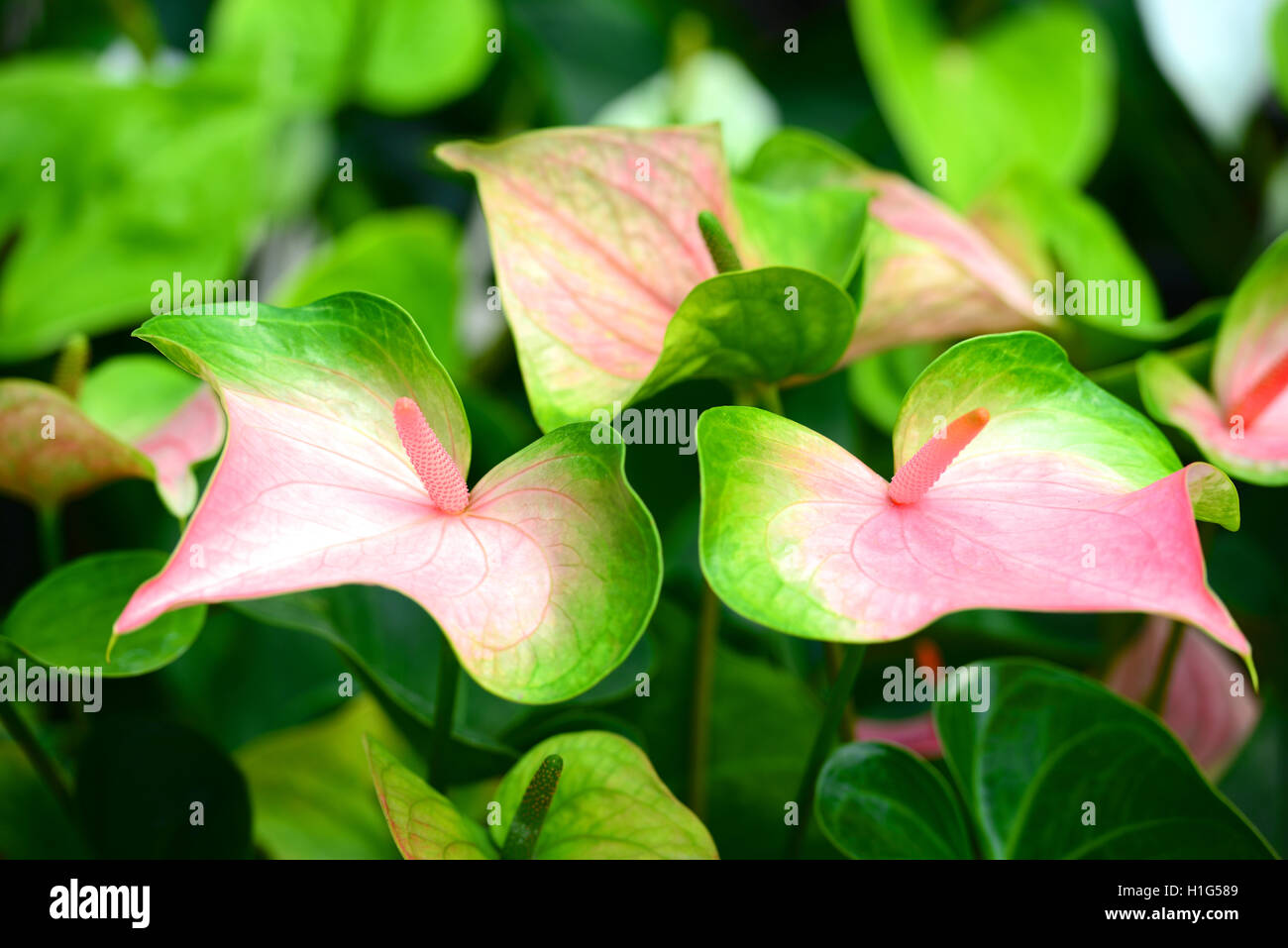 Pink color anthurium flower hi-res stock photography and images - Alamy