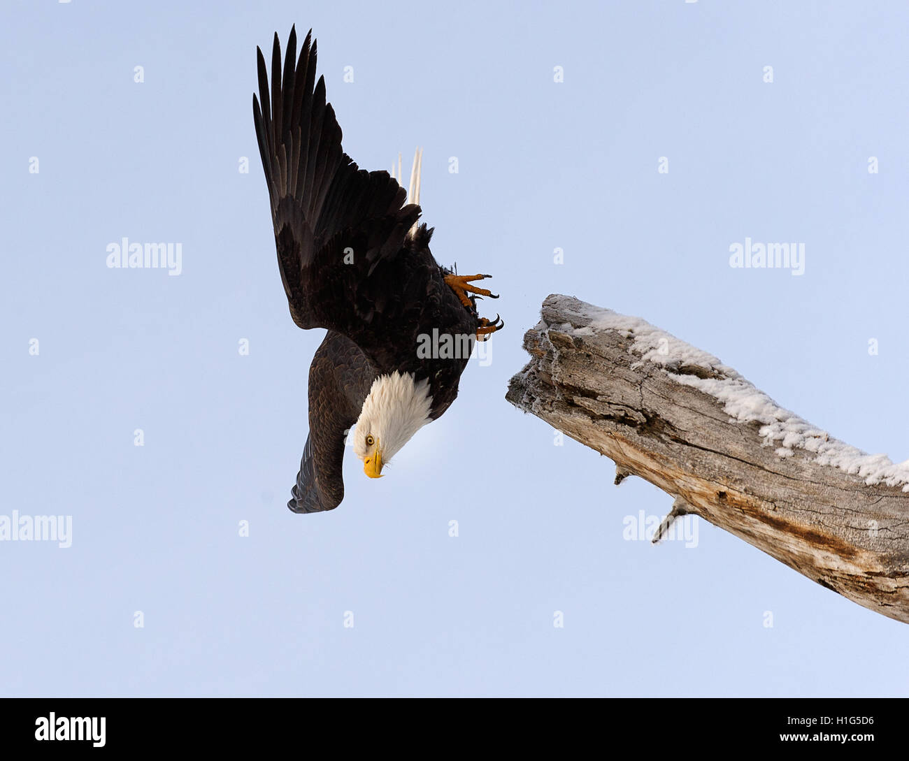 Bald Eagle Diving Stock Photos & Bald Eagle Diving Stock Images - Alamy