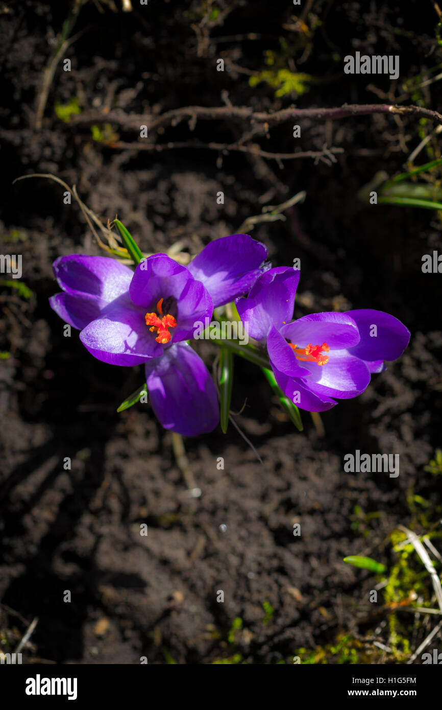 Crocus albiflorus L., springtime Stock Photo - Alamy