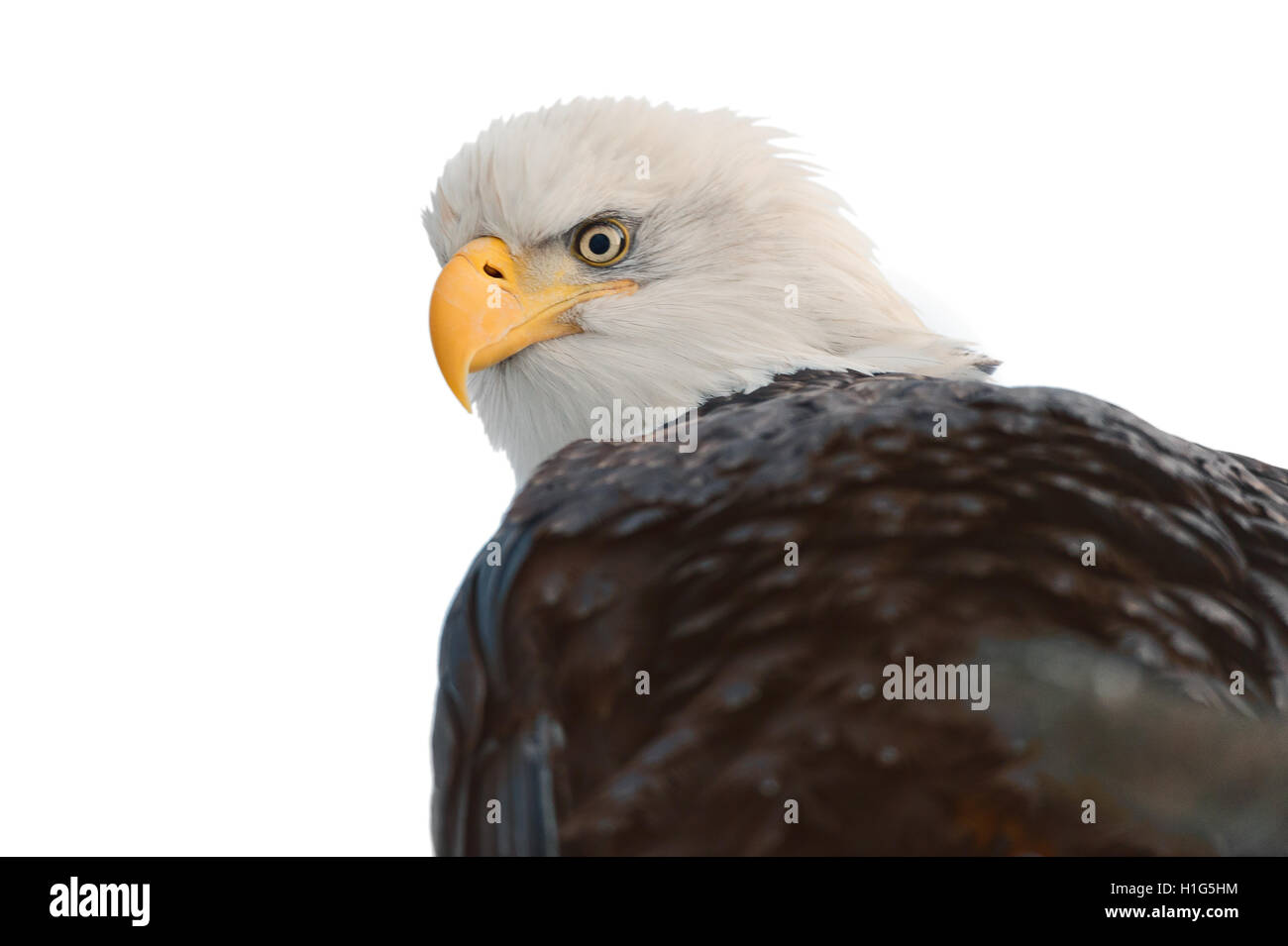 Close up Portrait of a Bald Eagle Stock Photo - Alamy