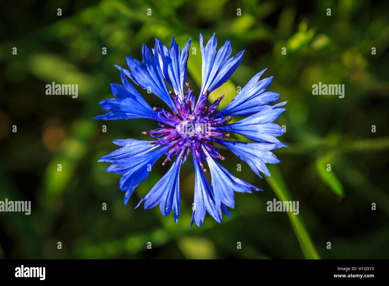 Common chicory (Cichorium intybus) flowers macro Stock Photo - Alamy