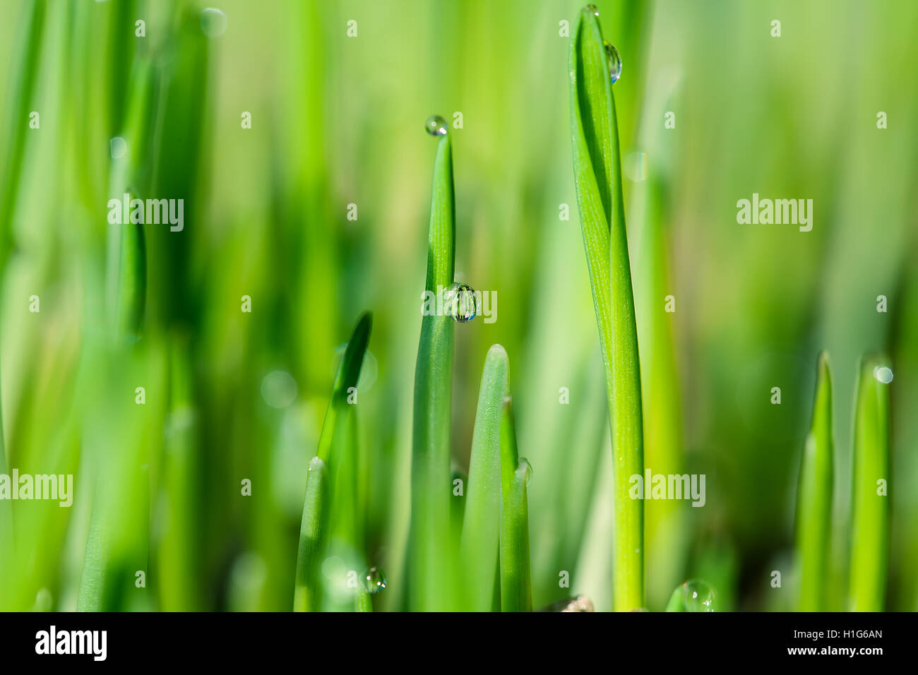 Grass with water drops Stock Photo - Alamy