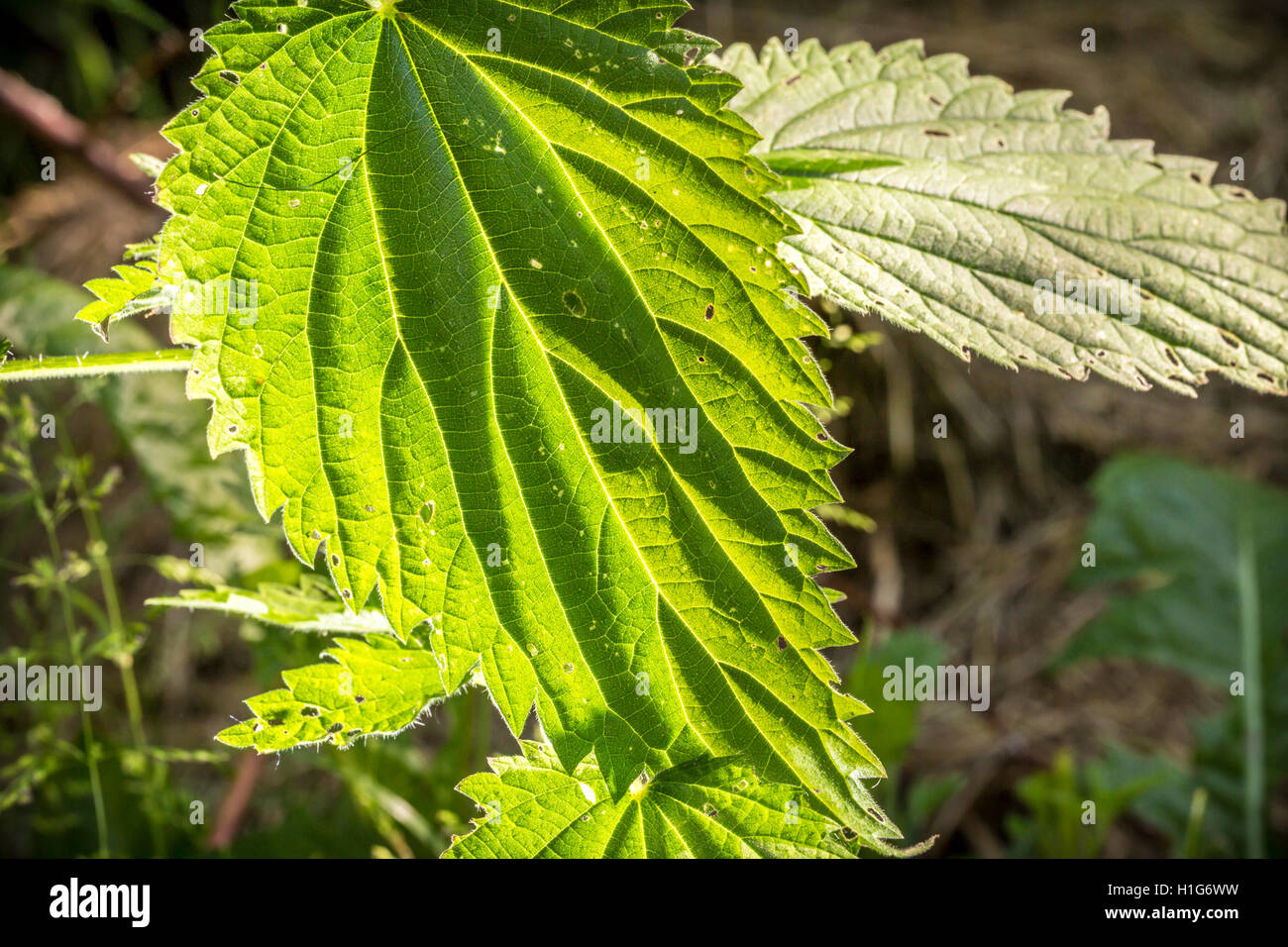 close up of a stinging nettle with back light Stock Photo - Alamy
