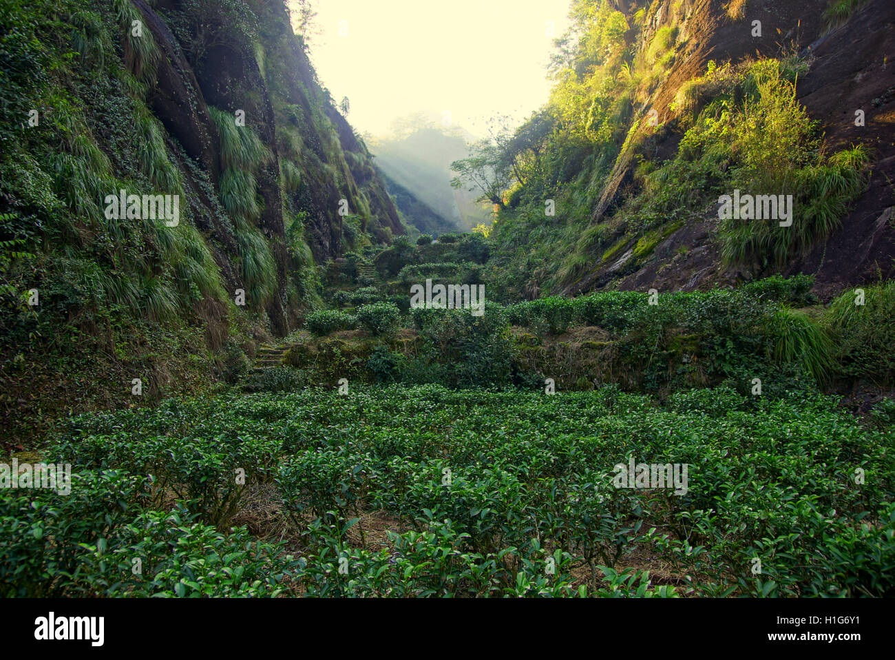 Fujian province tea plantation hi-res stock photography and images - Alamy