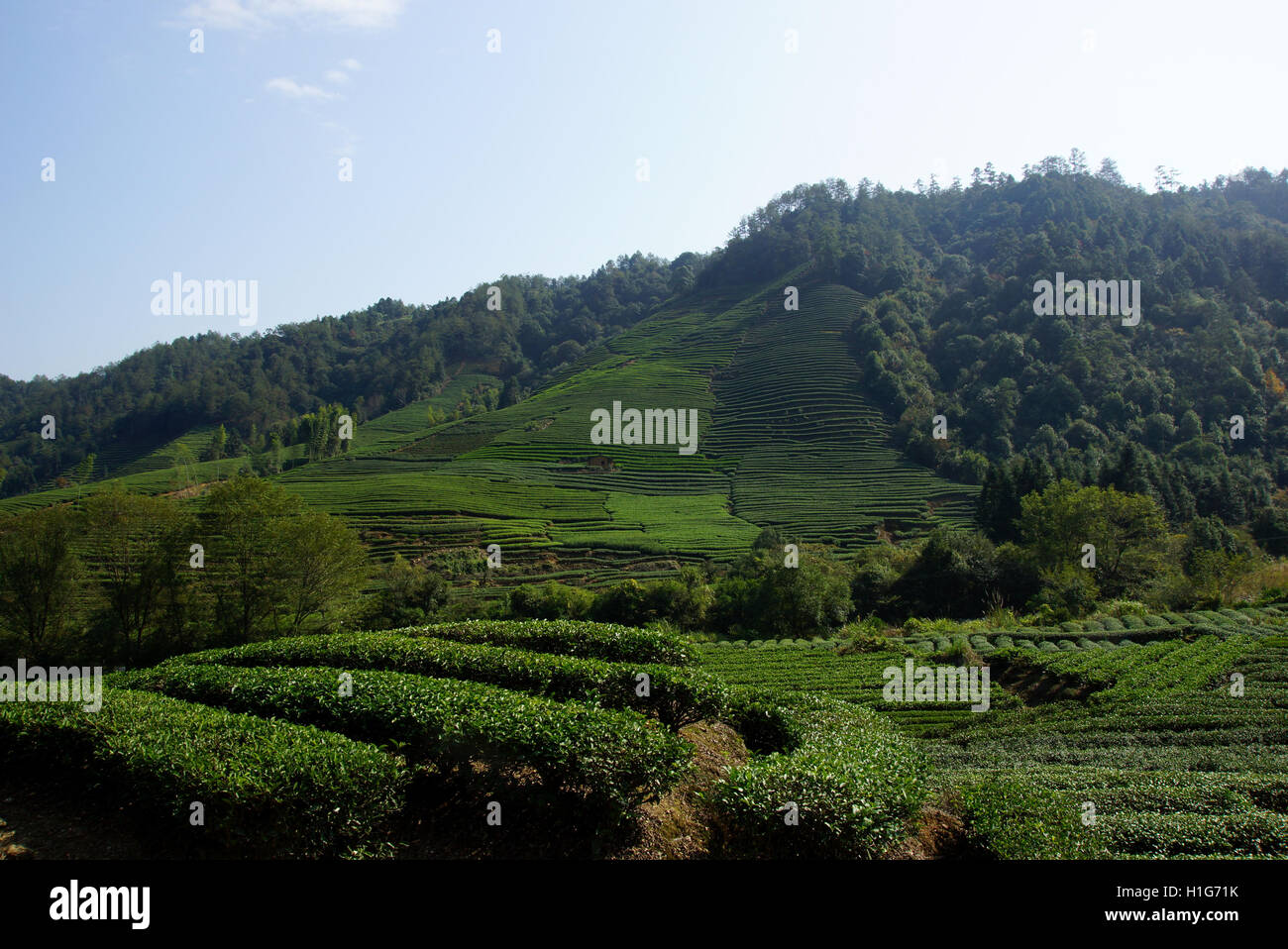 Fujian province tea plantation hi-res stock photography and images - Alamy